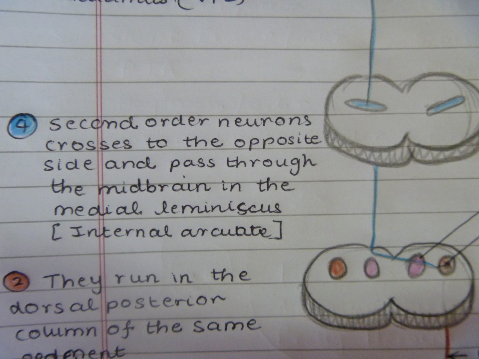 Medicowesome: Fasciculus gracilis and cuneatus