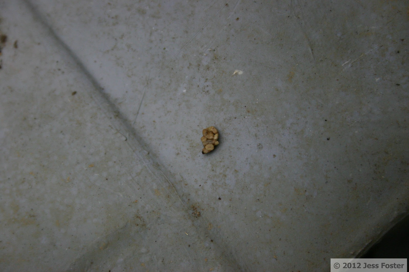 Sluggin' Along: Slug Waste Disposal: Part 2