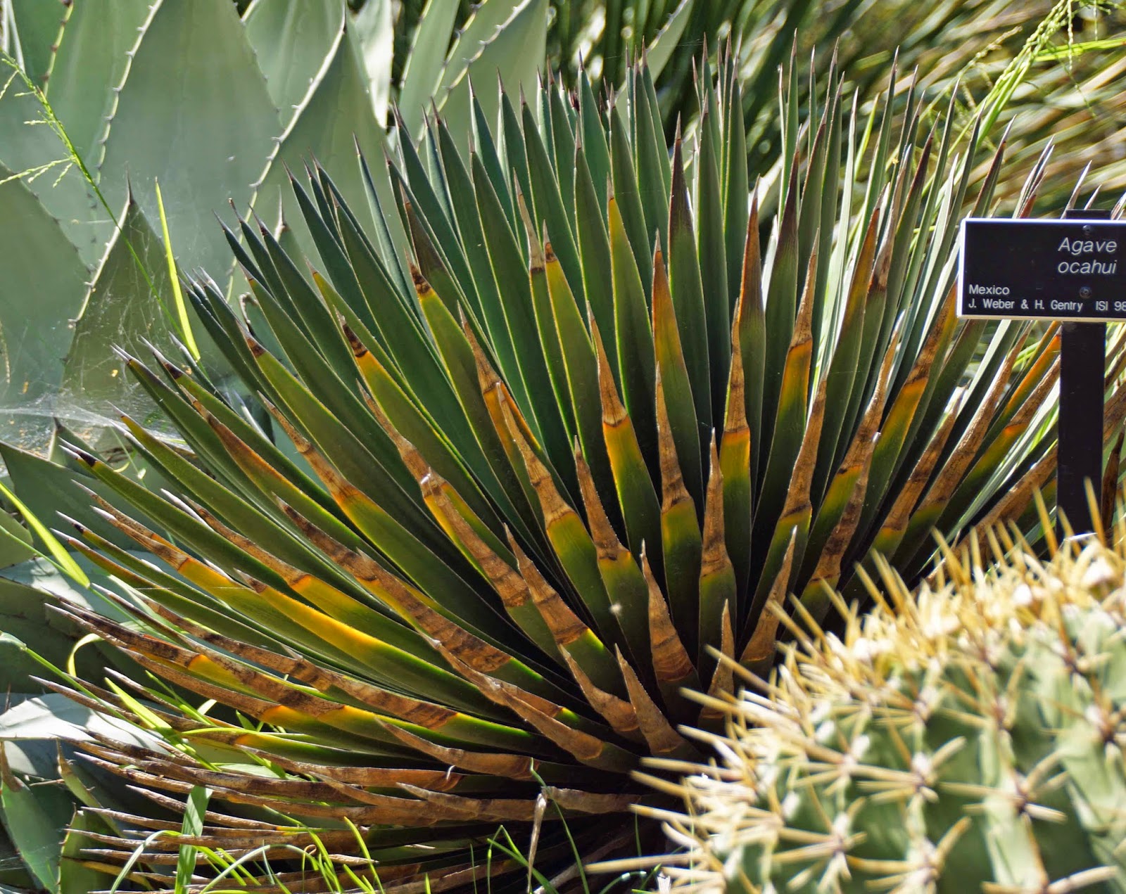 Reading Agave Leaves