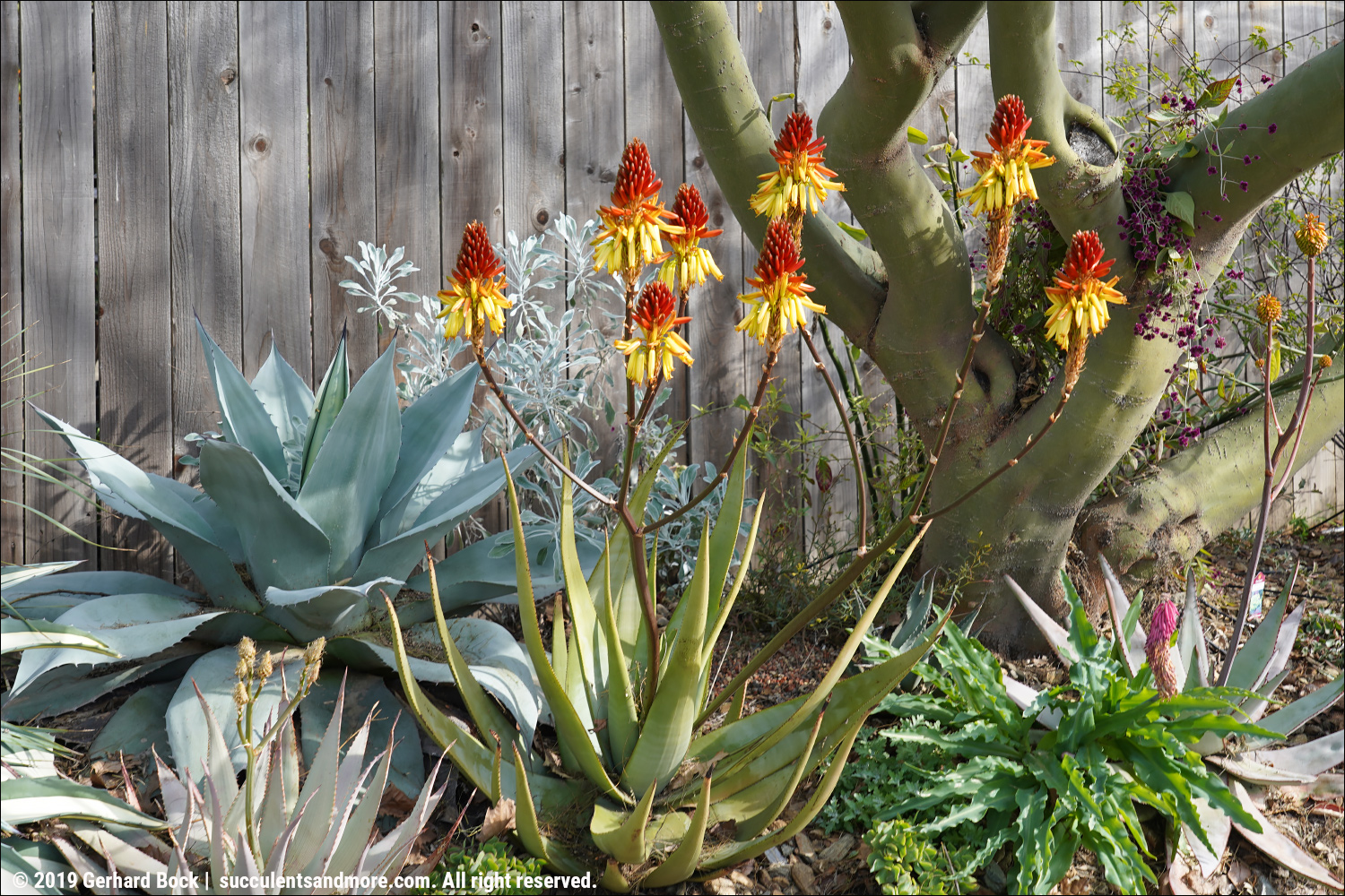 ...which of these aloes is the prettiest of all?
