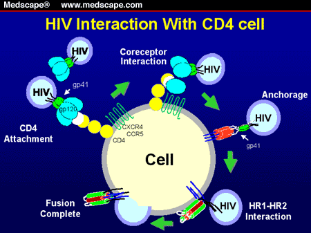 CD4 FOR HIV INFECTION ~ Jimkazi Official Website