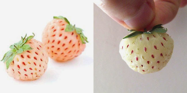 W0o0W - Pineberry, si Strawberry Putih Yang Rasanya Mirip Nanas ...