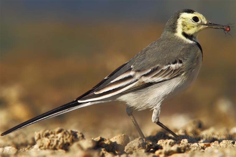 Visionatura: Lavanderas