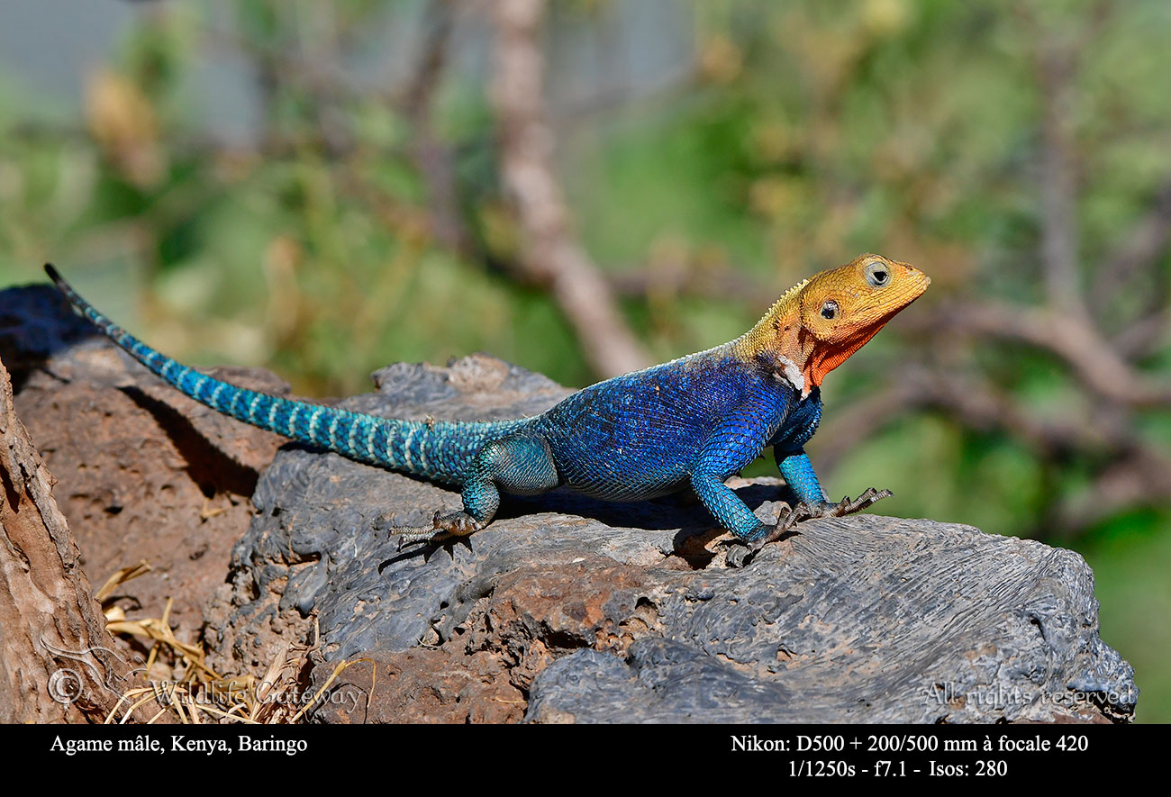 WILDLIFE GATEWAY: Les Agames des colons, ou Margouillat