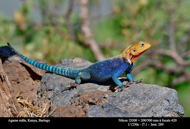 WILDLIFE GATEWAY: Les Agames des colons, ou Margouillat