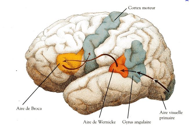 Un médecin du sport vous informe: Les aphasies (troubles du langage).