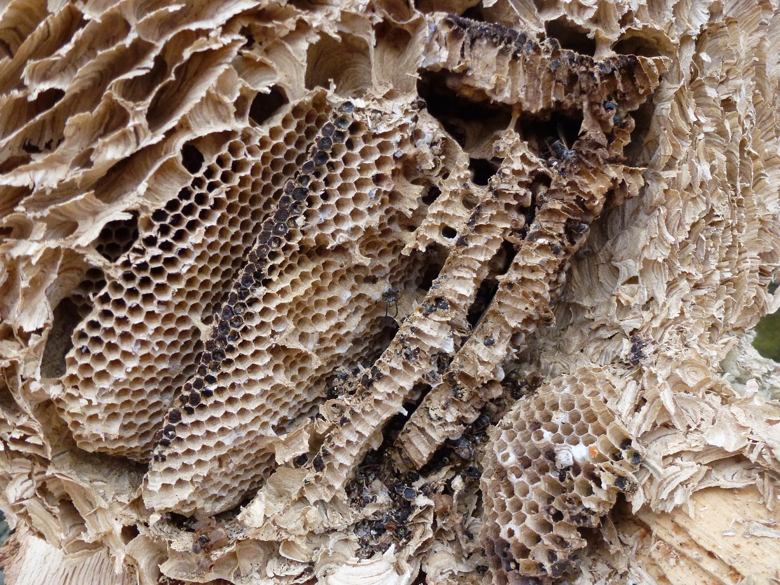 TrogTrogBlog: Wasp nest