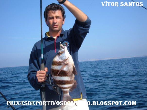 PEIXES DESPORTIVOS DO MUNDO: O SARGO VEADO - Diplodus cervinus (Lowe, 1838)