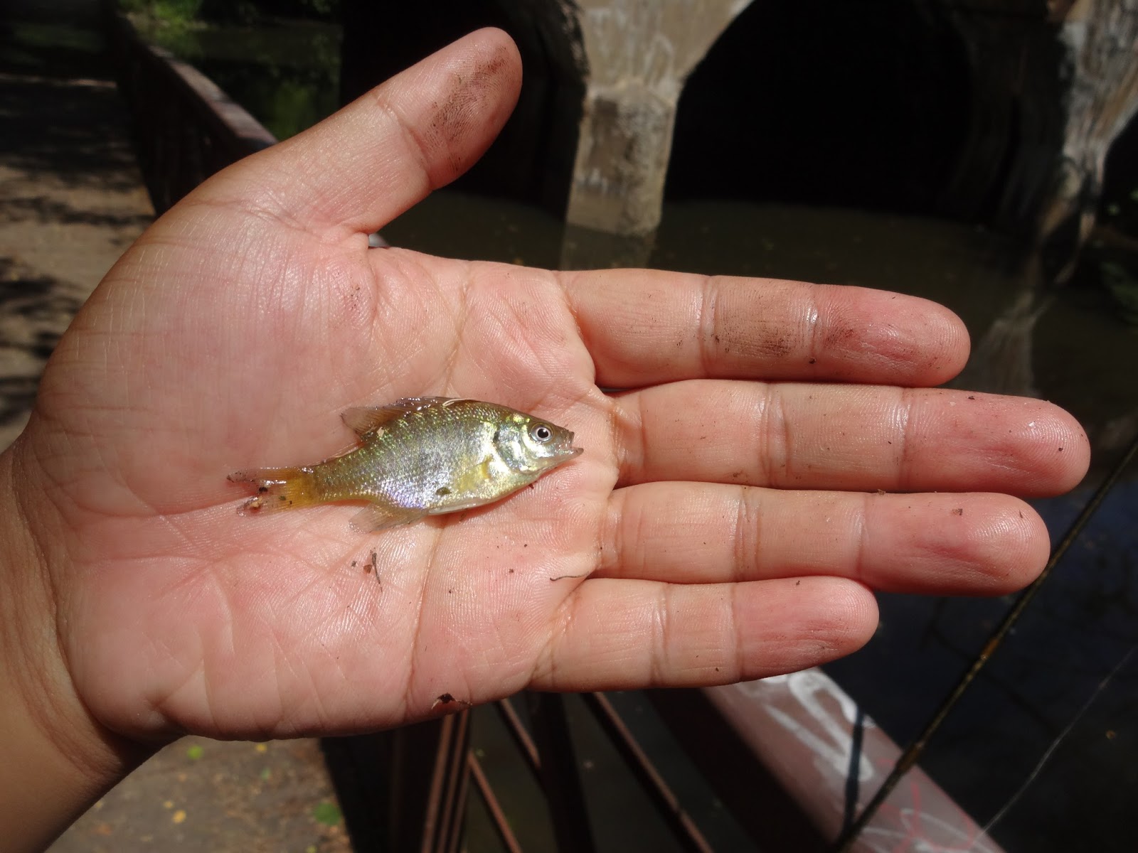 Extreme Philly Fishing: Be a "Sunfish Expert:" A Simple Guide for ...