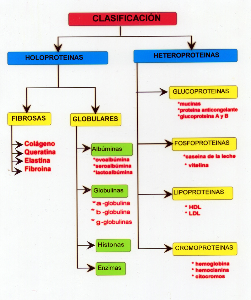 SESIÓN N° 12: PROTEÍNAS ~ APRENDAMOS A CONOCER NUESTRO MUNDO