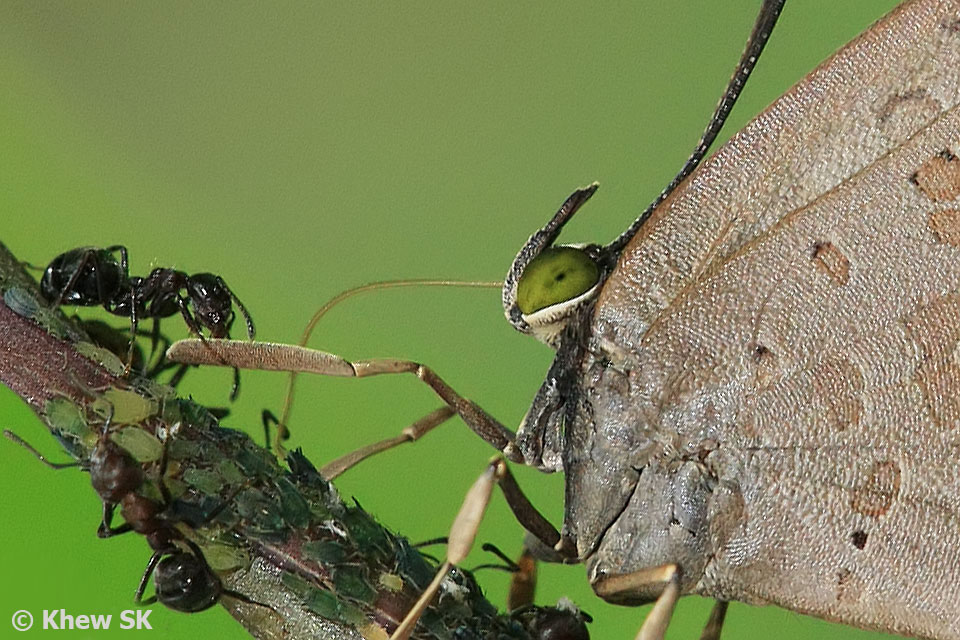 Butterflies of Singapore: The Butterfly Labial Palps