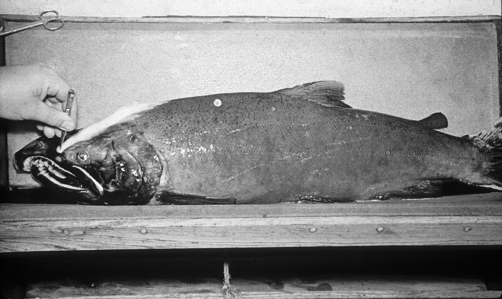 Hasler History: Arthur D Hasler Professional PhotoBio