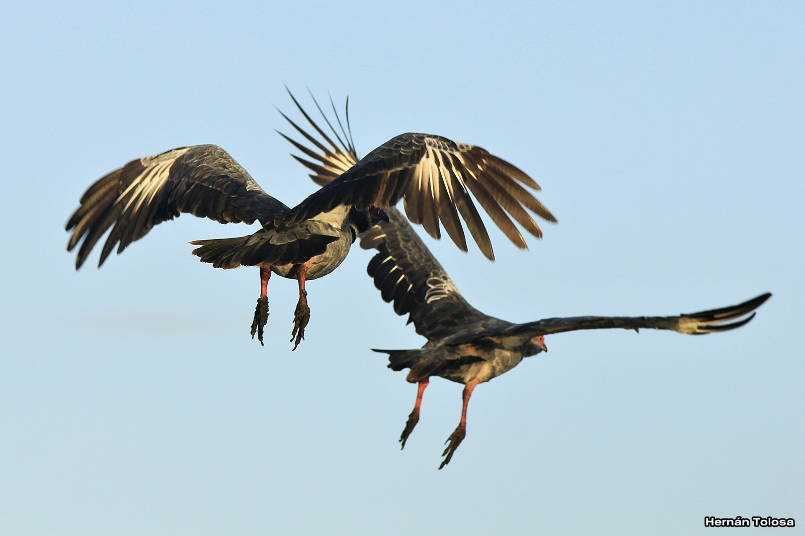 Aves de Argentina: Chajáes en el barro