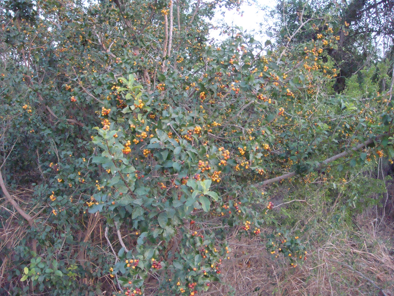 Woods Roamer: Anacua Berry Feast