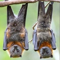 Bats Megabats Flying-foxes Fruit bats