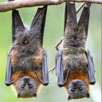 Bats Megabats Flying-foxes Fruit bats
