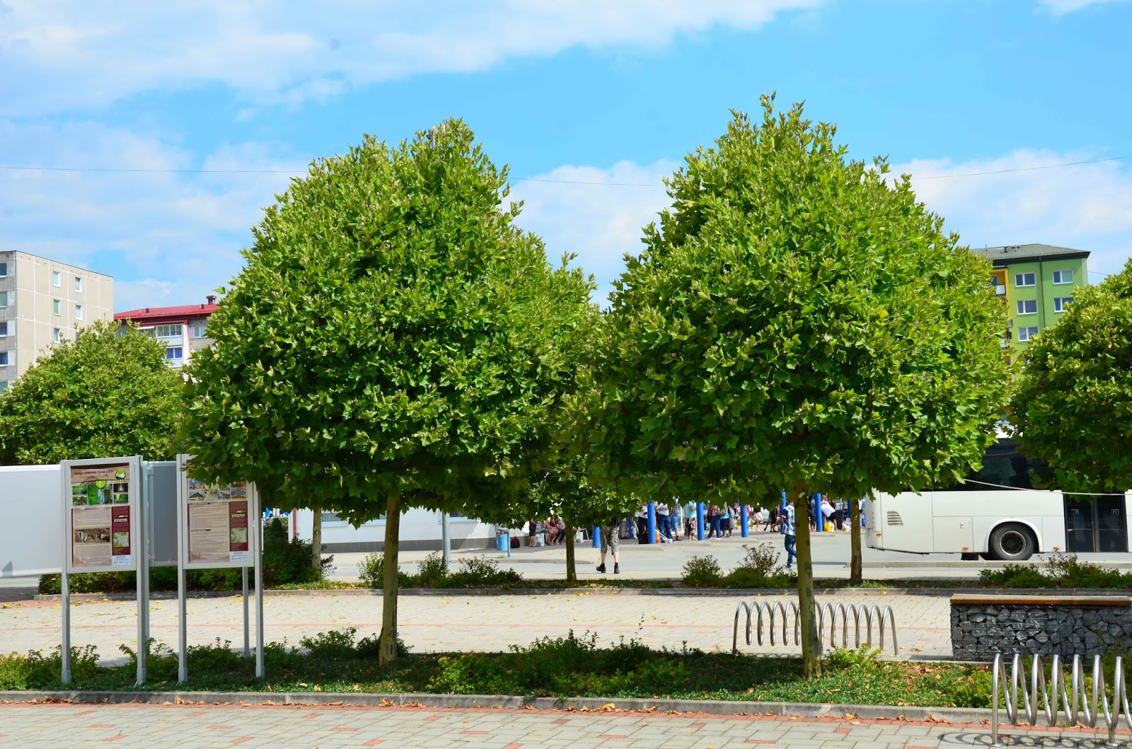 Pavel Chlouba: Platan 'Alphens Globe' - jaký vlastně je?