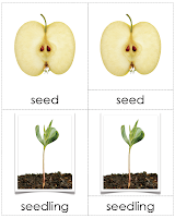 Life Cycle of an Apple Nomenclature and Control Chart - Gardens Guide