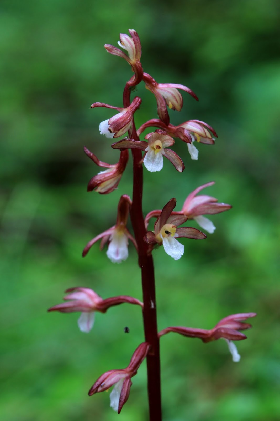 Native Orchids of the Pacific Northwest and the Canadian Rockies (and ...