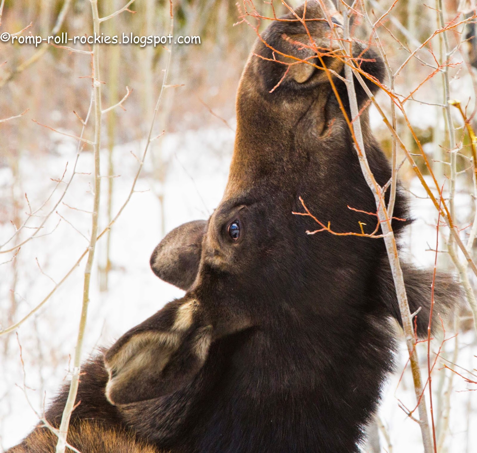 Romping and Rolling in the Rockies: A Moose Meeting