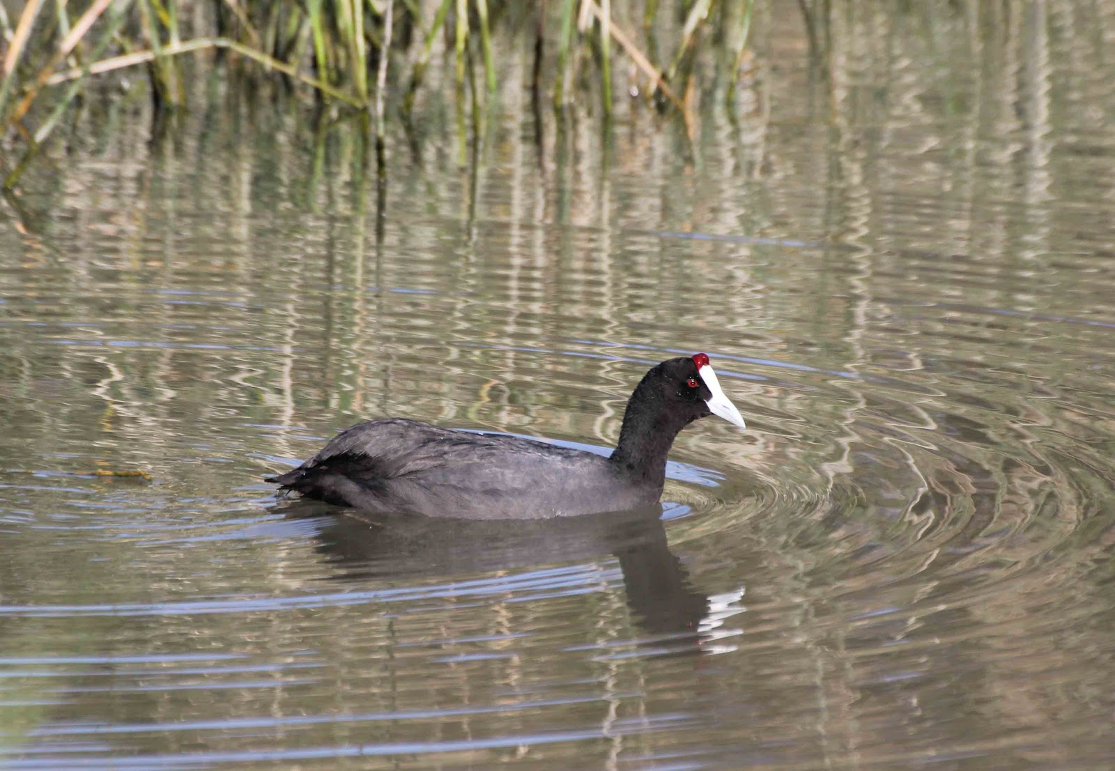 OSLO BIRDER: A Coot with knobs on