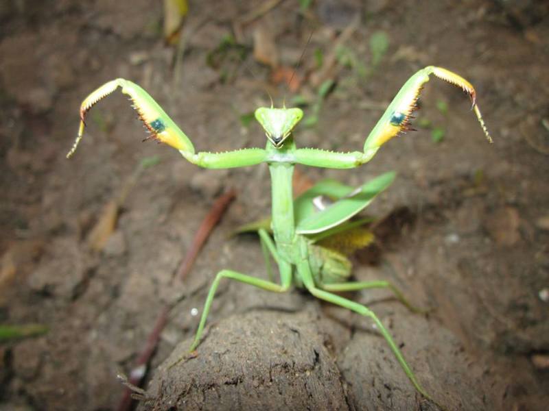 La Leyenda del Mamboretá