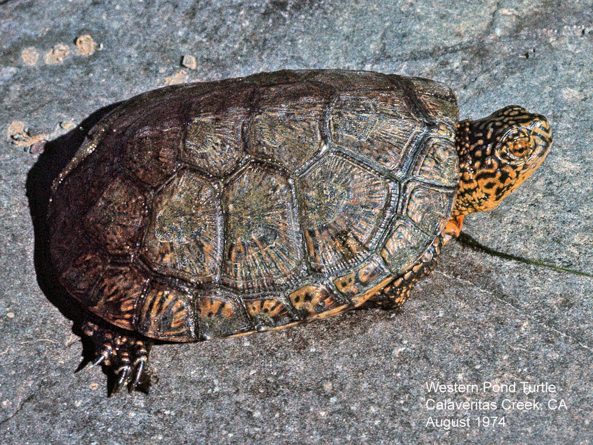 Northwest Nature Notes: PACIFIC NORTHWEST TURTLES