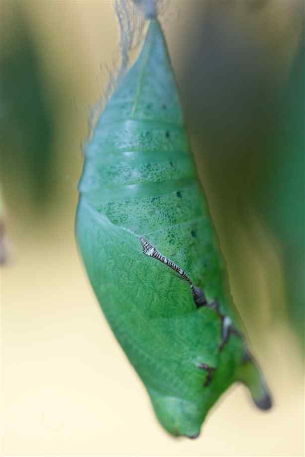 ESSANG: The Cocoon Series