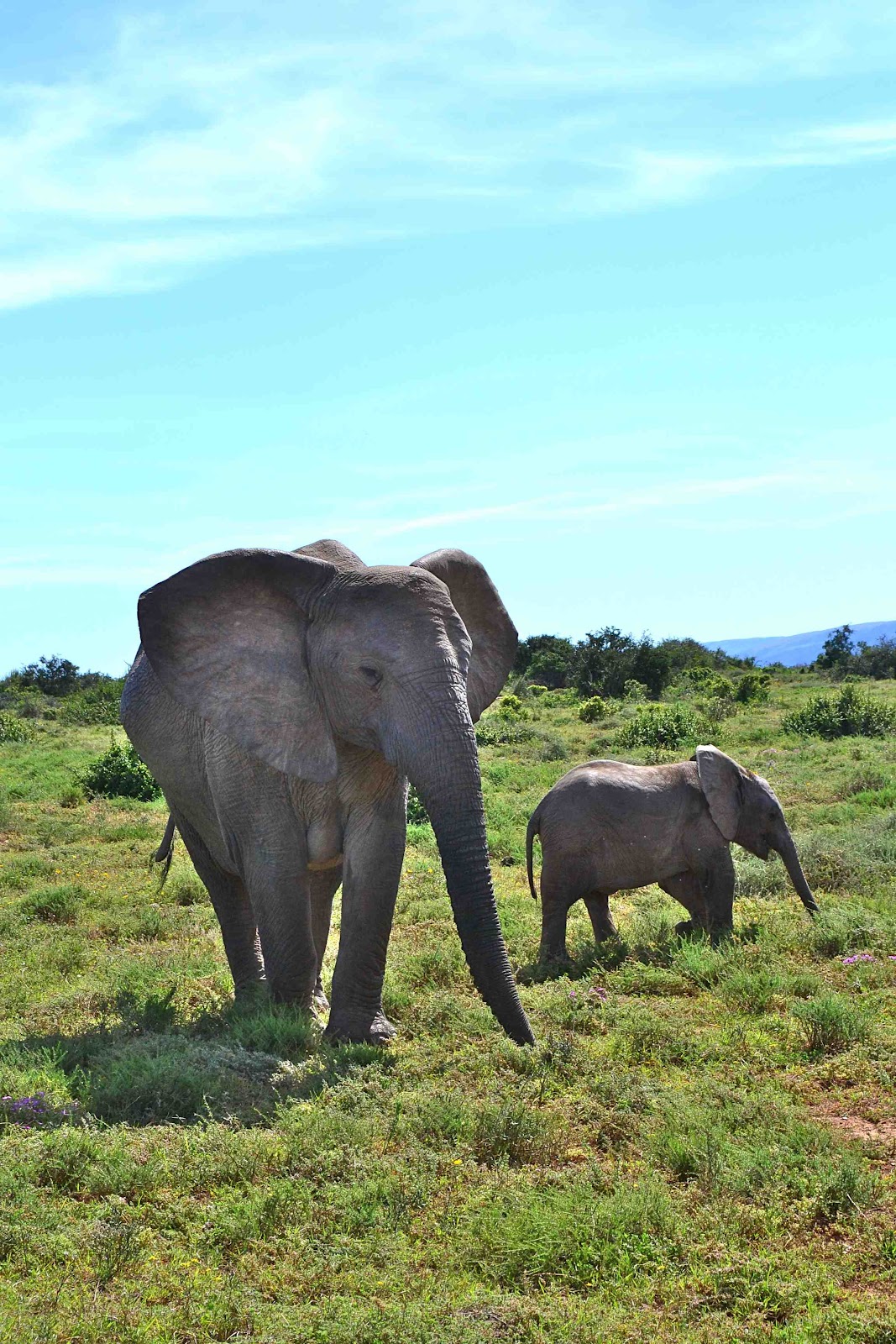 Mijn Zuid-Afrikaans avontuur