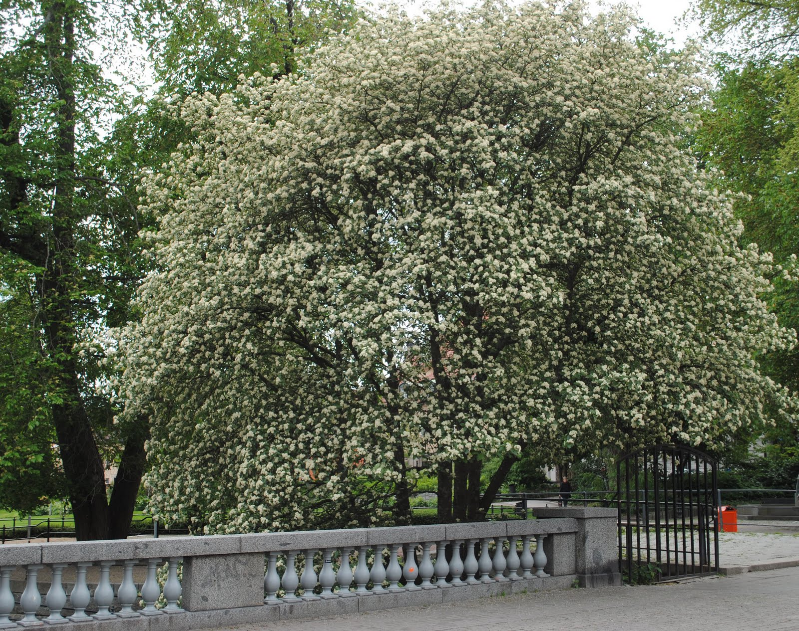 Parkträdgårdsbloggen: Oxel