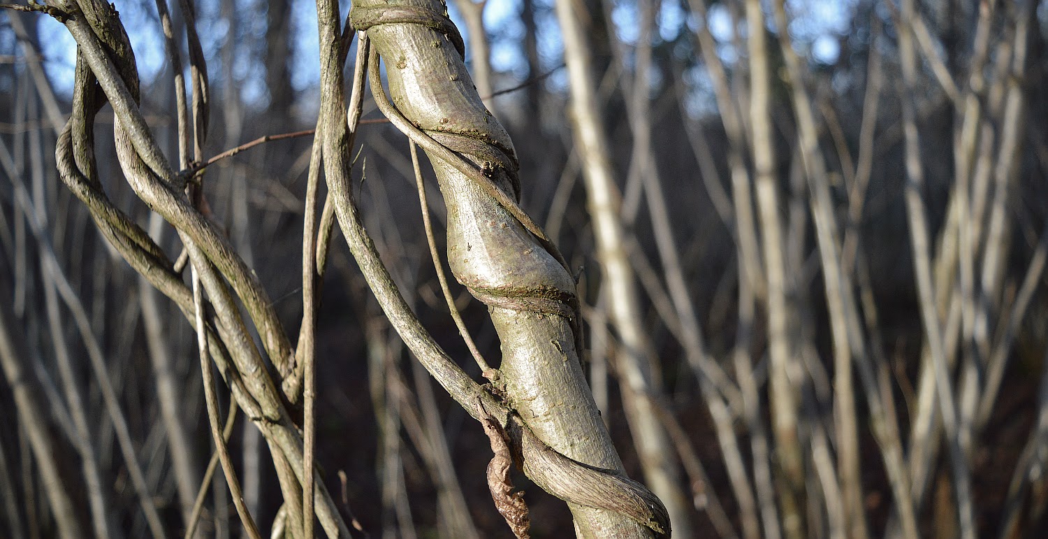 IF YOU GO DOWN TO THE WOODS TODAY....: Honeysuckle on Hazel