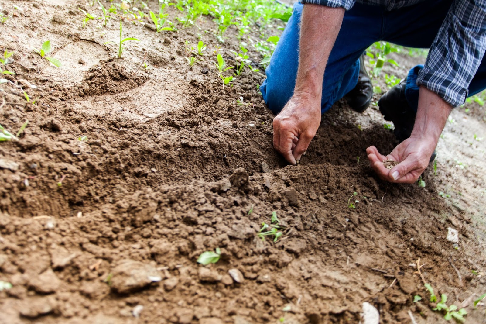 Importance Of Crop Production Farming Tips importance-of-crop-production-farming-tips