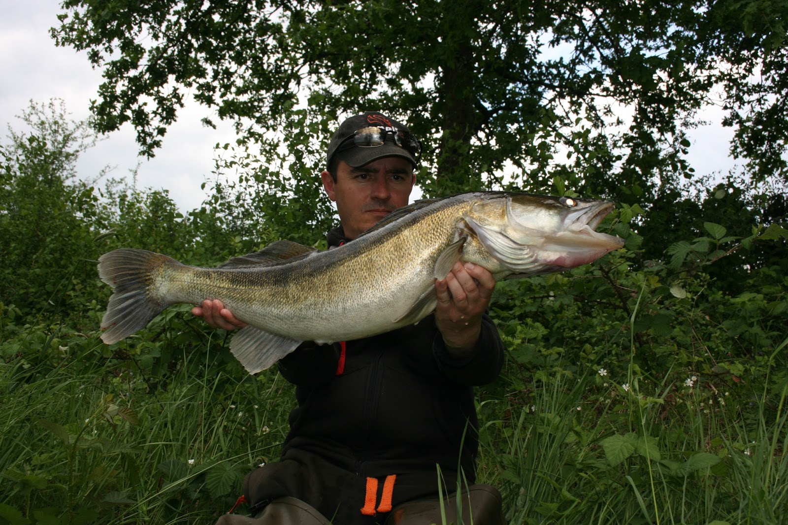 MR-WATER: Un gros sandre pour ce début de saison...