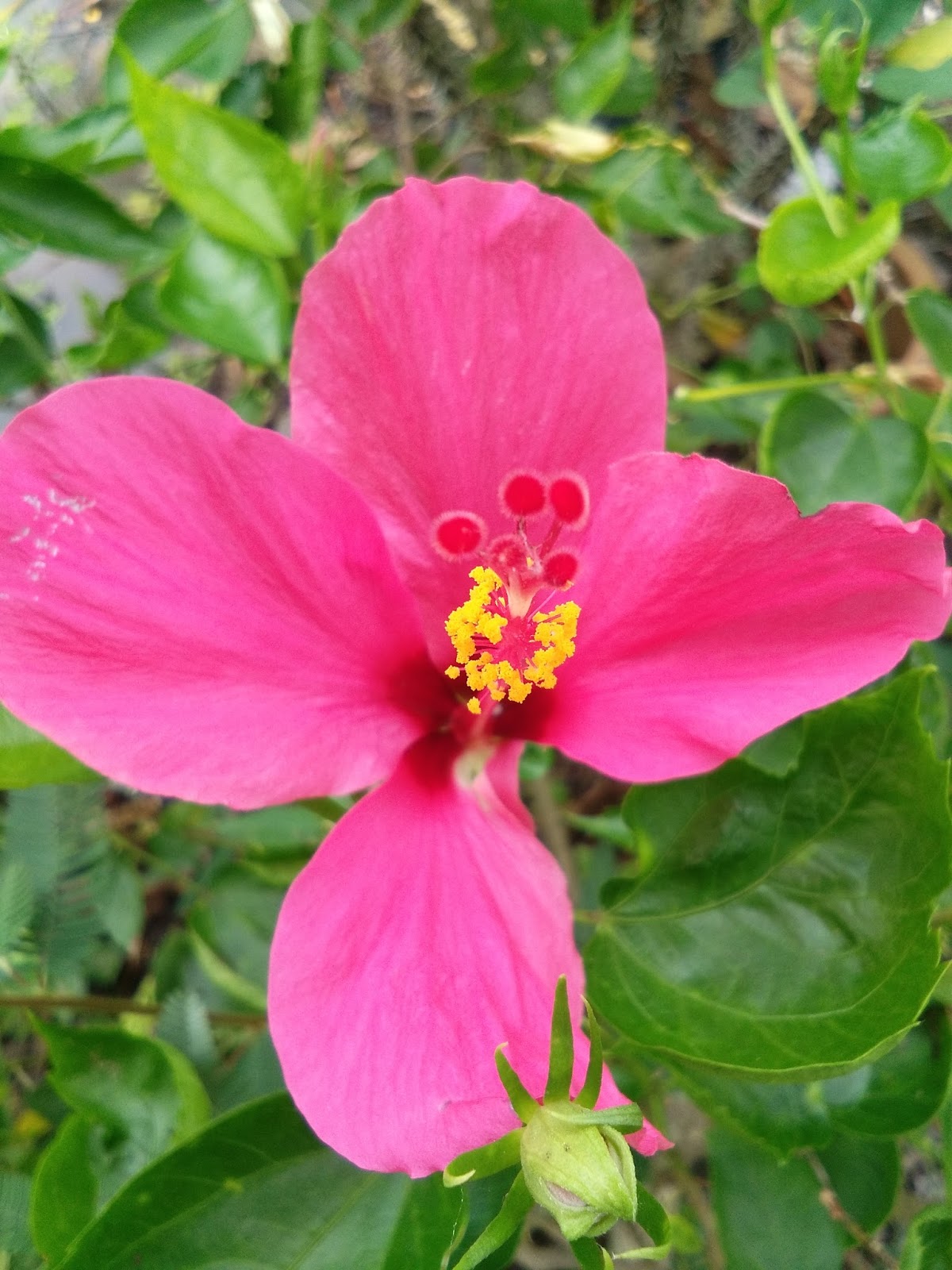 D' Qasih: hibiscus / bunga raya