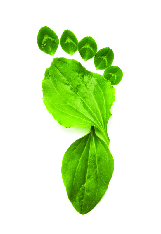 Alive!: Green Facts for Footsteps In Eden Reflexology