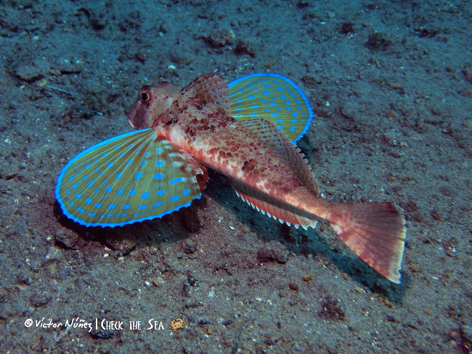 Check the Sea. Web de buceo y fotografía submarina de las Islas ...