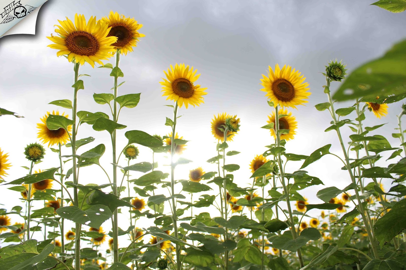 Basava Sagara (Narayanpur) Dam - 14/08/2016