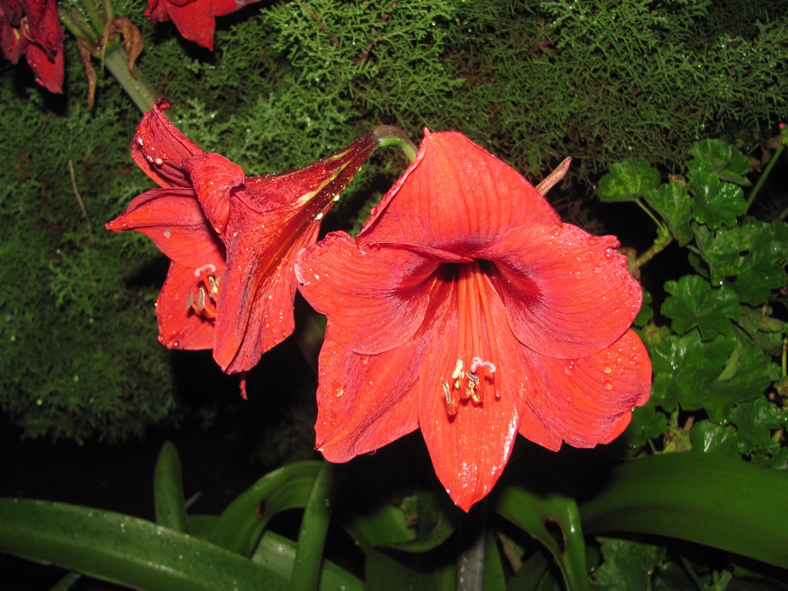 FAUNA Y FLORA DE COLOMBIA