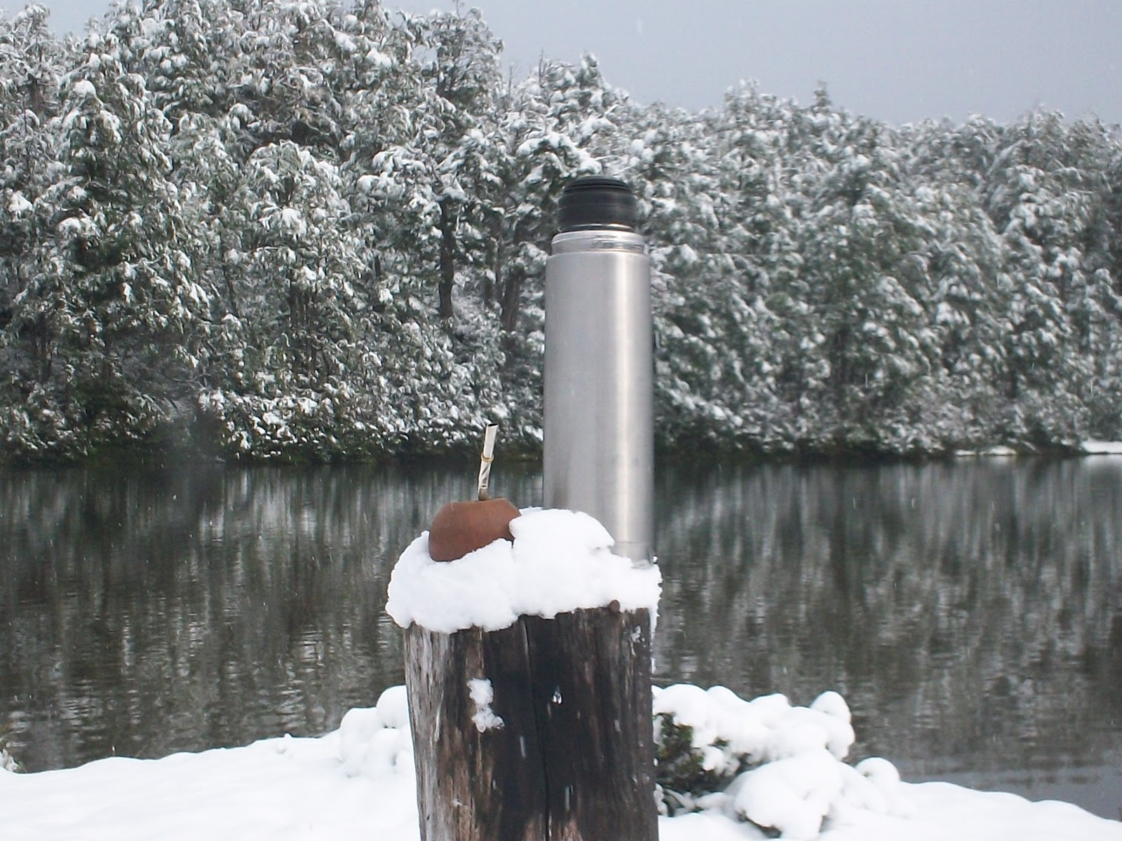 La NaVe TieRRa: Informe sobre la Yerba Mate – Caá Yarí – Ilex Paraguayensis