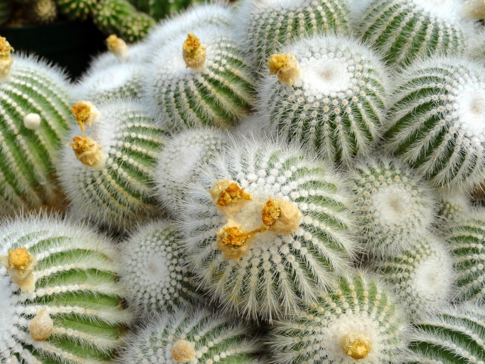 danger garden: Buffalo Bill’s Exotic Cactus Ranch, again (yawn….)