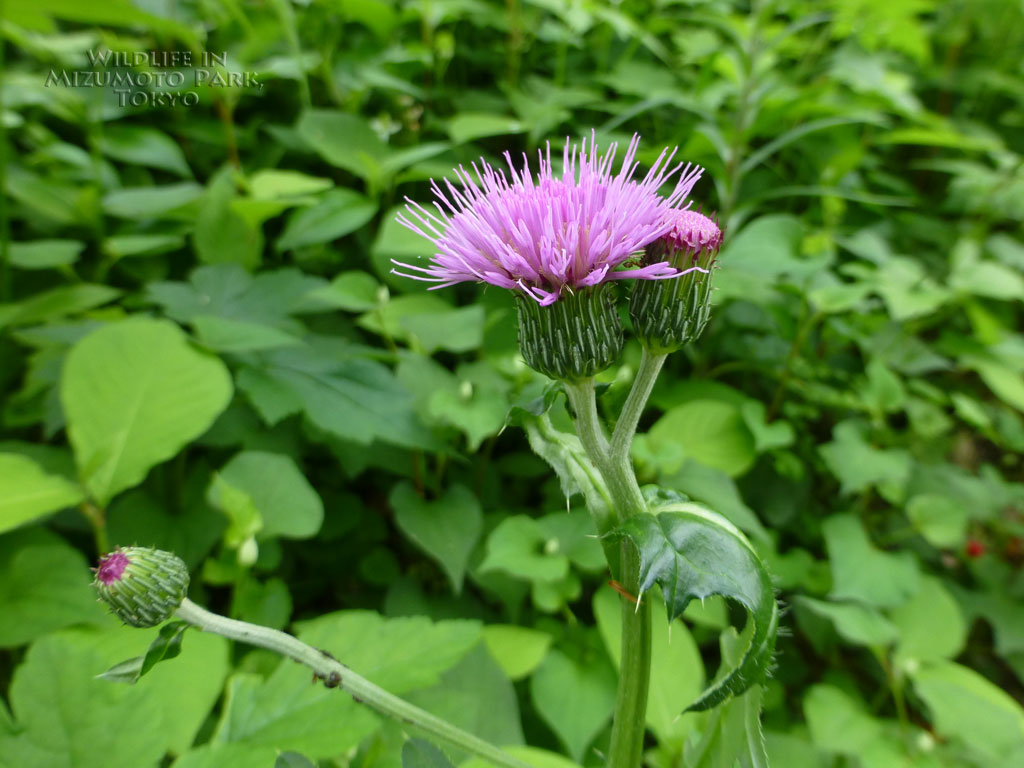 ノアザミ Japanese Thistle-水元公園の生き物
