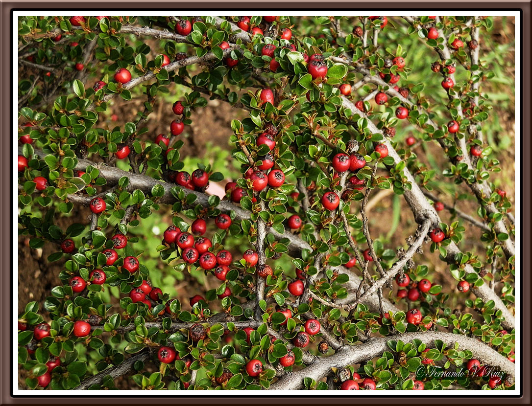 Plantas de La Rioja: Cotoneaster horizontalis, (Griñolera)