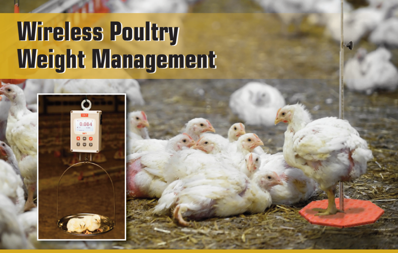 FarmStreams: Sensor Spotlight: Poultry Scale