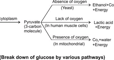 With the help of a diagram show that how breakdown of glucose done ...