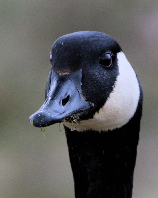 Birds from Behind : It Twas a Dark and Dreary Day...once again...