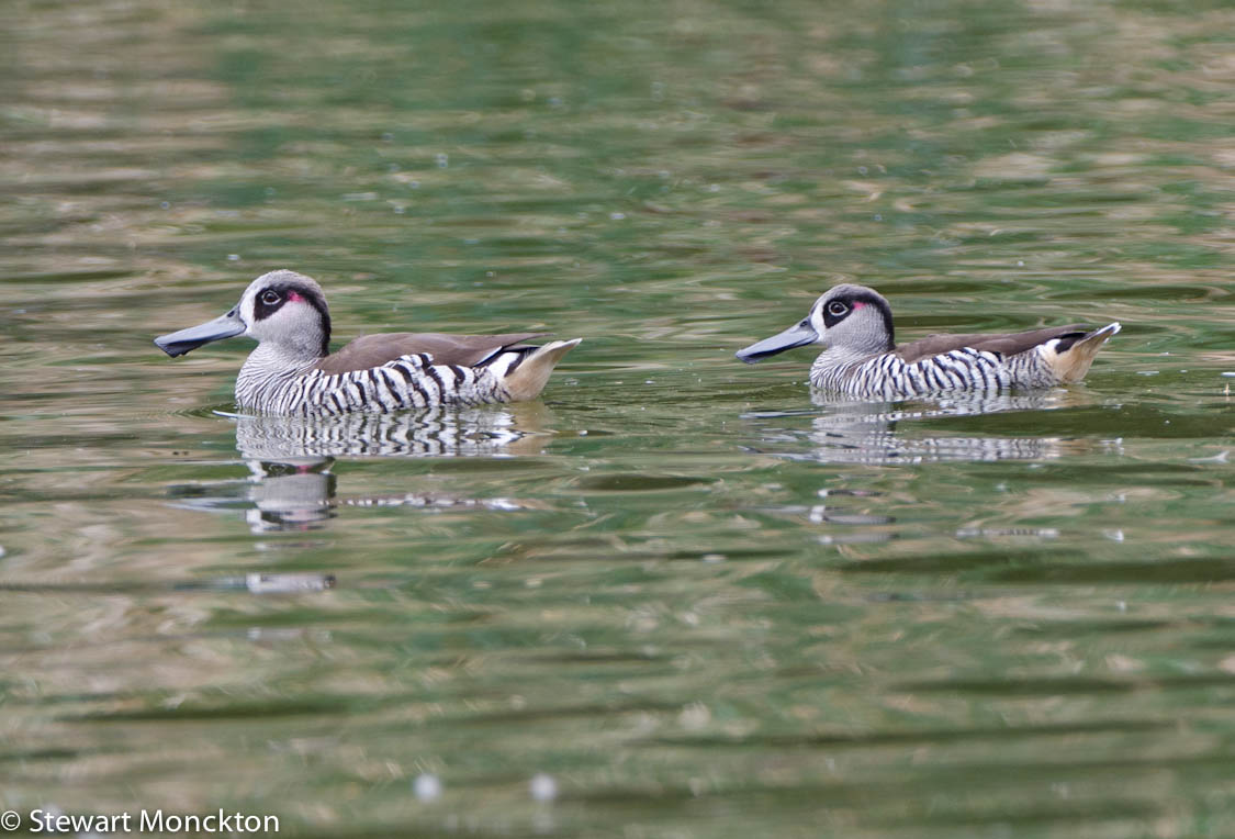 Paying Ready Attention - Photo Gallery: Wild Bird Wednesday 40 - Pink ...