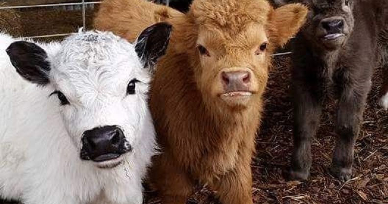 Yes, You Can Own A Fluffy Mini Cow. And They Make Great Pets!