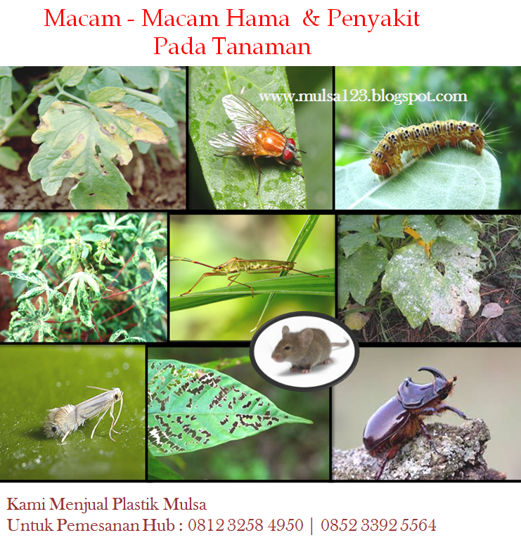 Kenali Macam Macam Hama & Penyakit Pada Tanaman Sebelum Membasmi