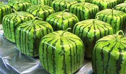 Shape of Watermelon - Health Food Nutrition