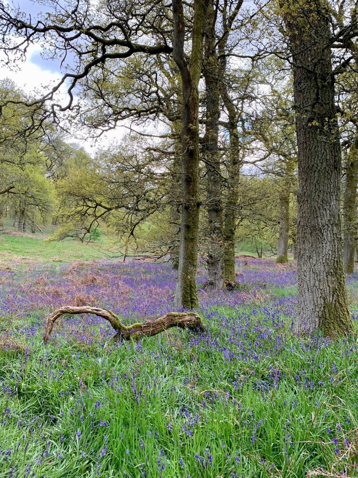Chamfron Stud : Kinclaven Bluebell Wood